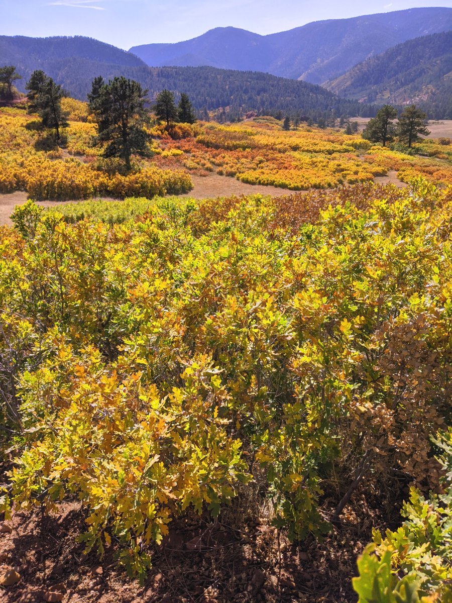 Sandstone Ranch Park | arbitrarydustbunnies