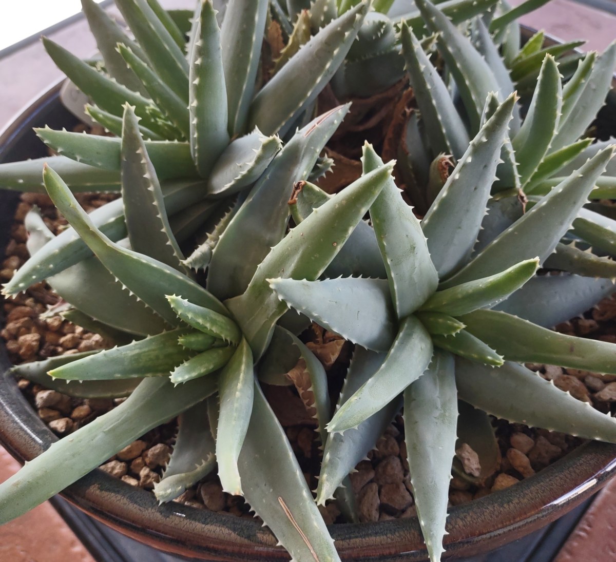 Container Gardening in the Desert | arbitrarydustbunnies